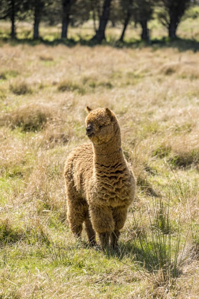 Storybook Alpacas - Michael Reid Southern Highlands