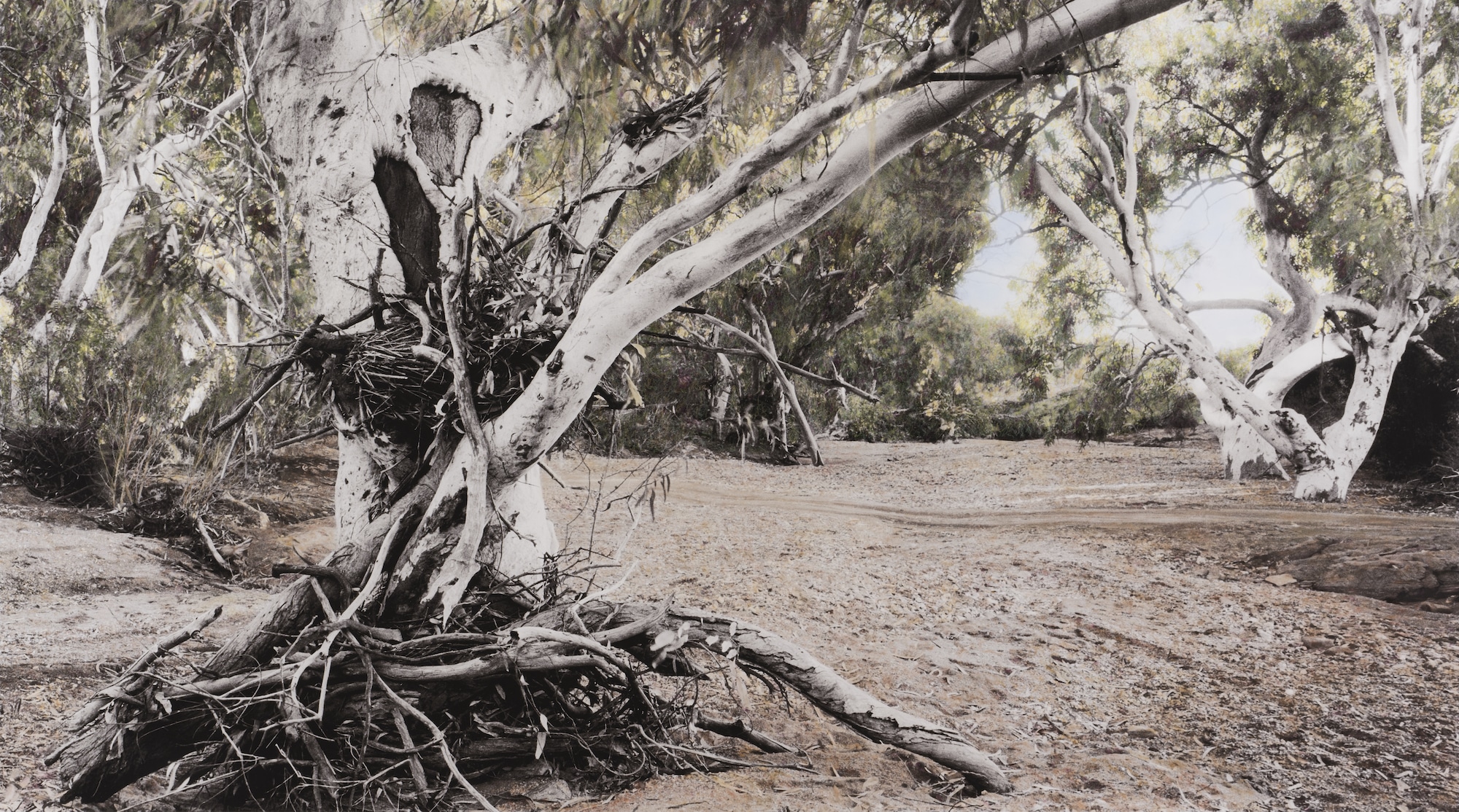 Scar tree II - Michael Reid