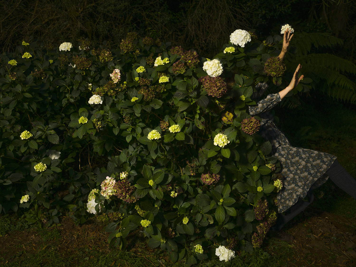 High Jinks in the Hydrangeas - Michael Reid