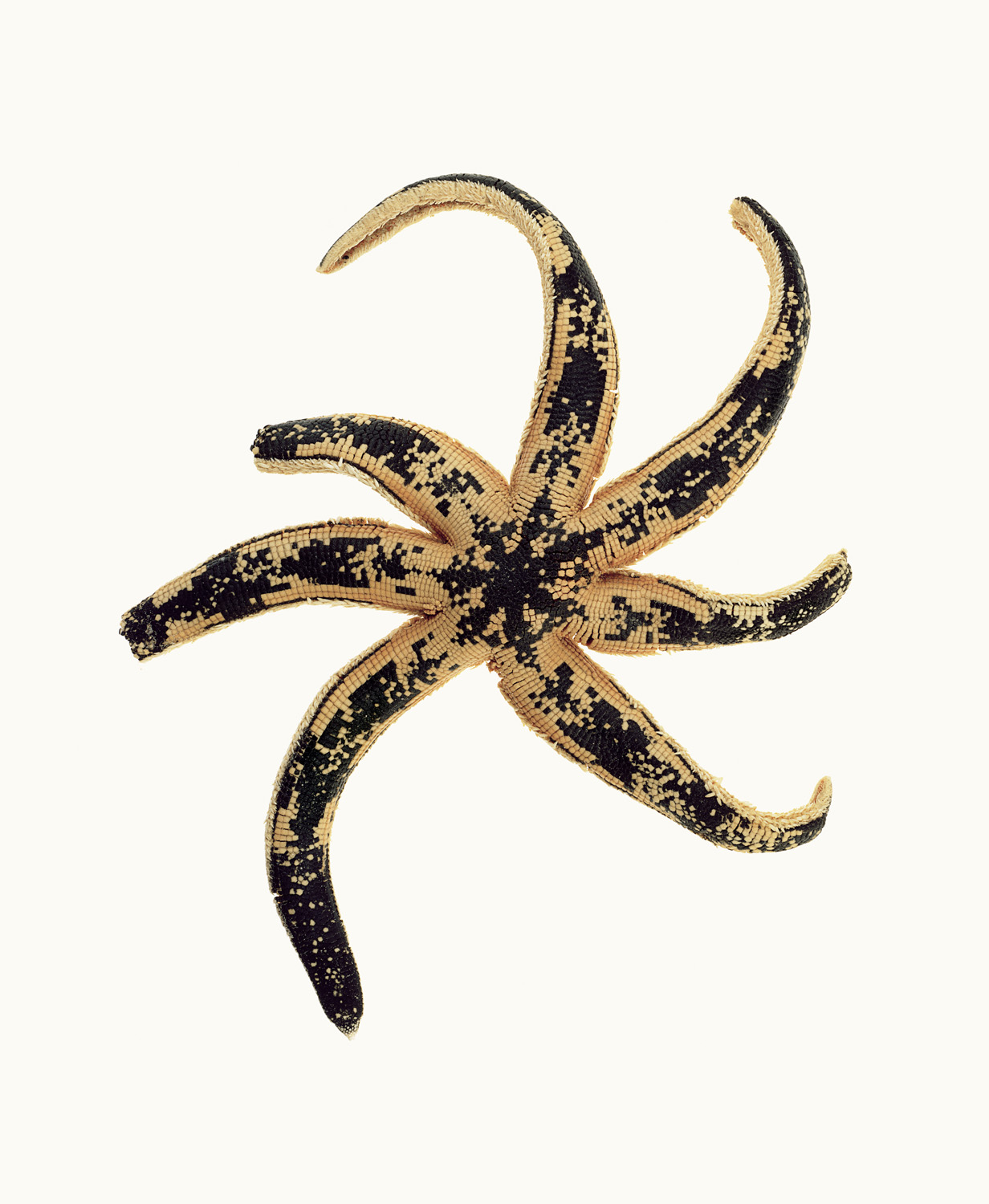 Southern Sand Star - Michael Reid