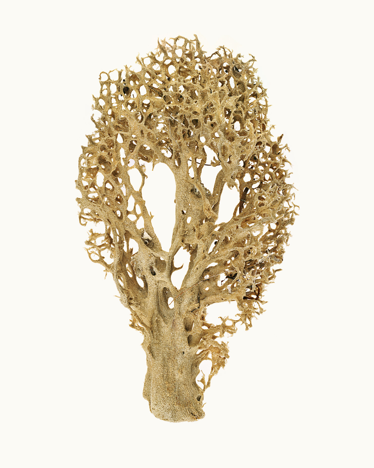 Sponge Tree - Michael Reid