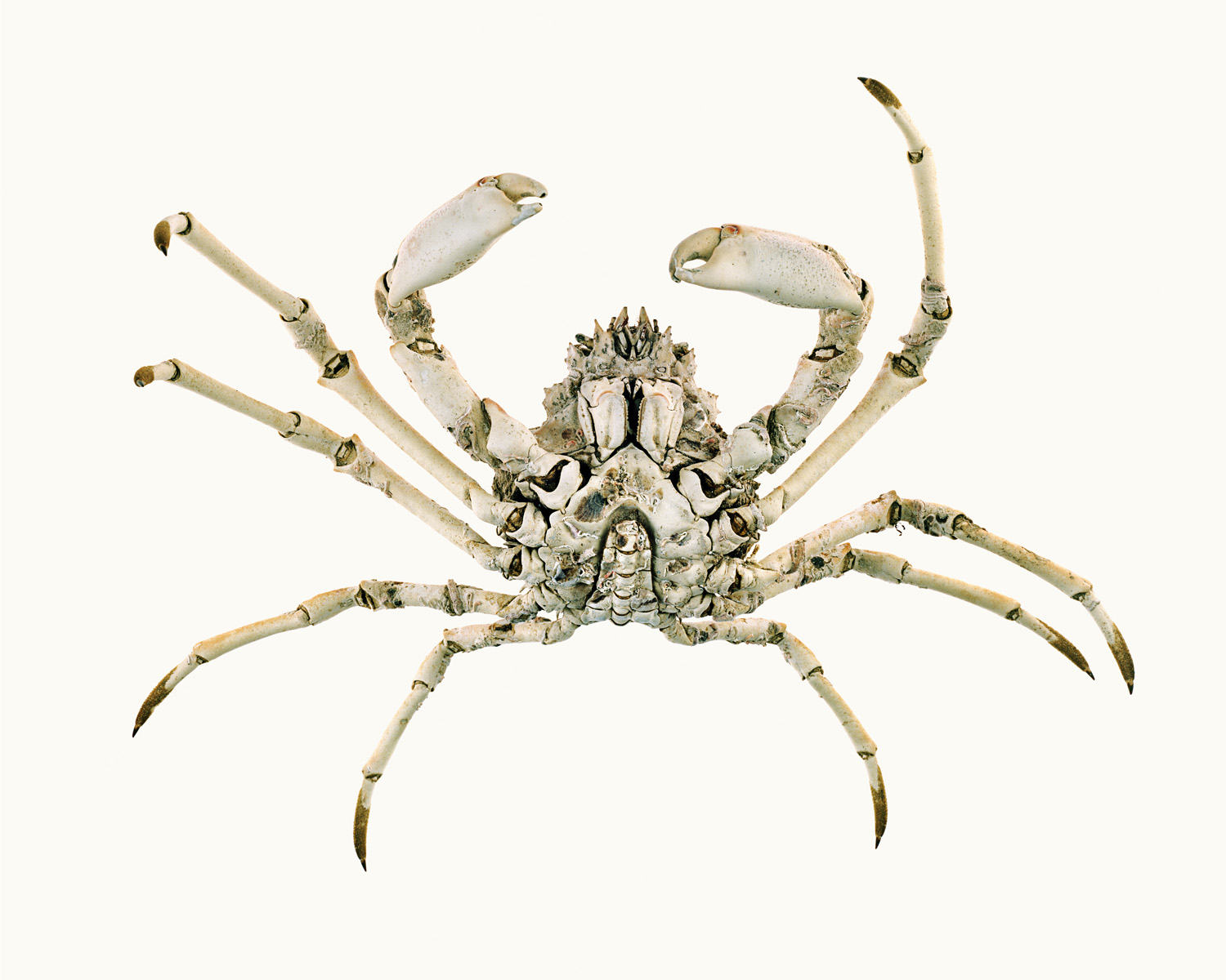Spider Crab - Michael Reid