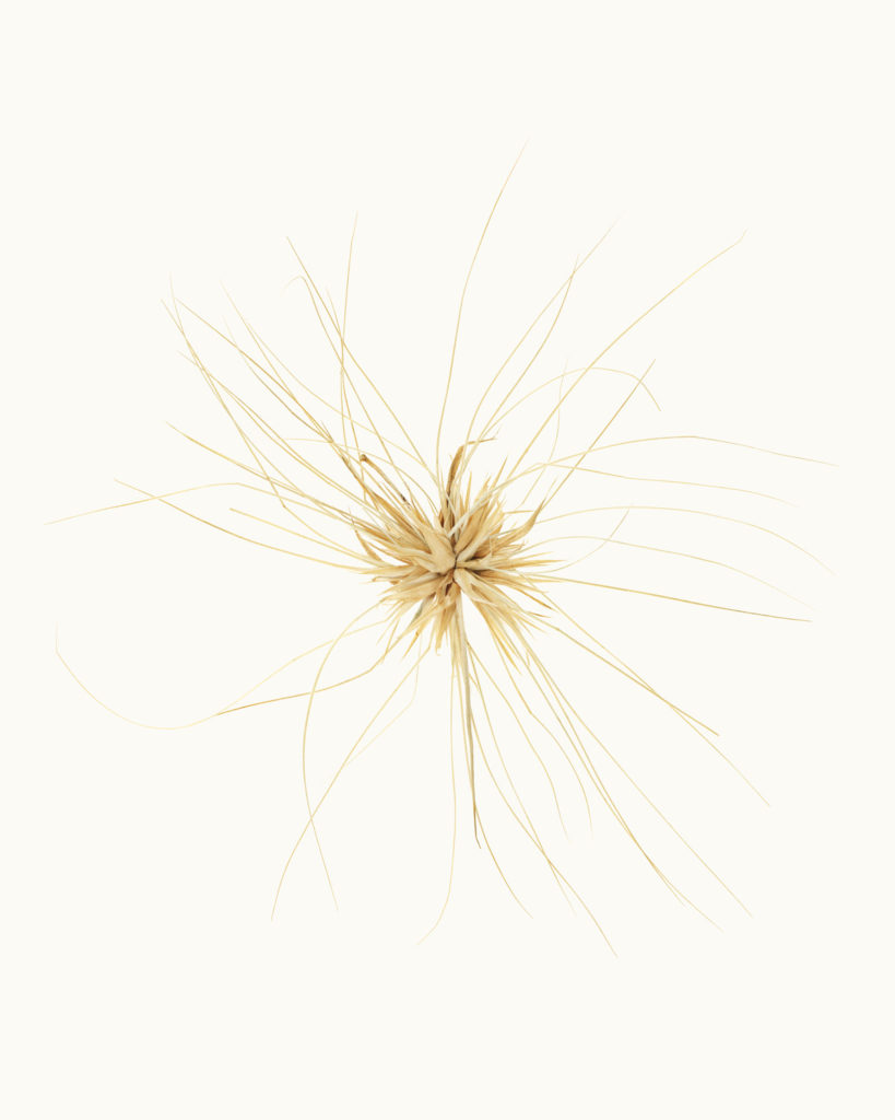 Seed Pod - Michael Reid