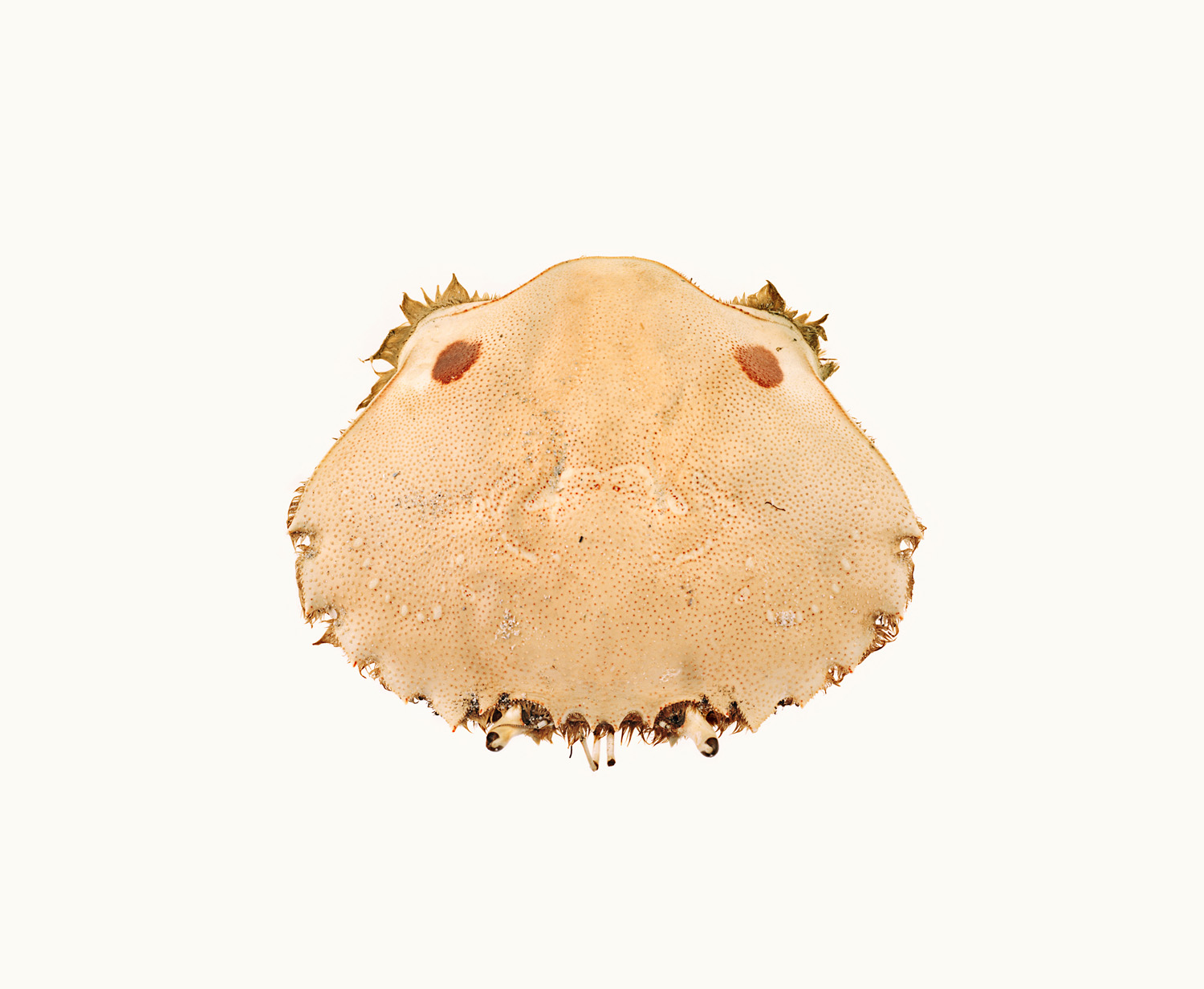 Sand Crab Shell - Michael Reid
