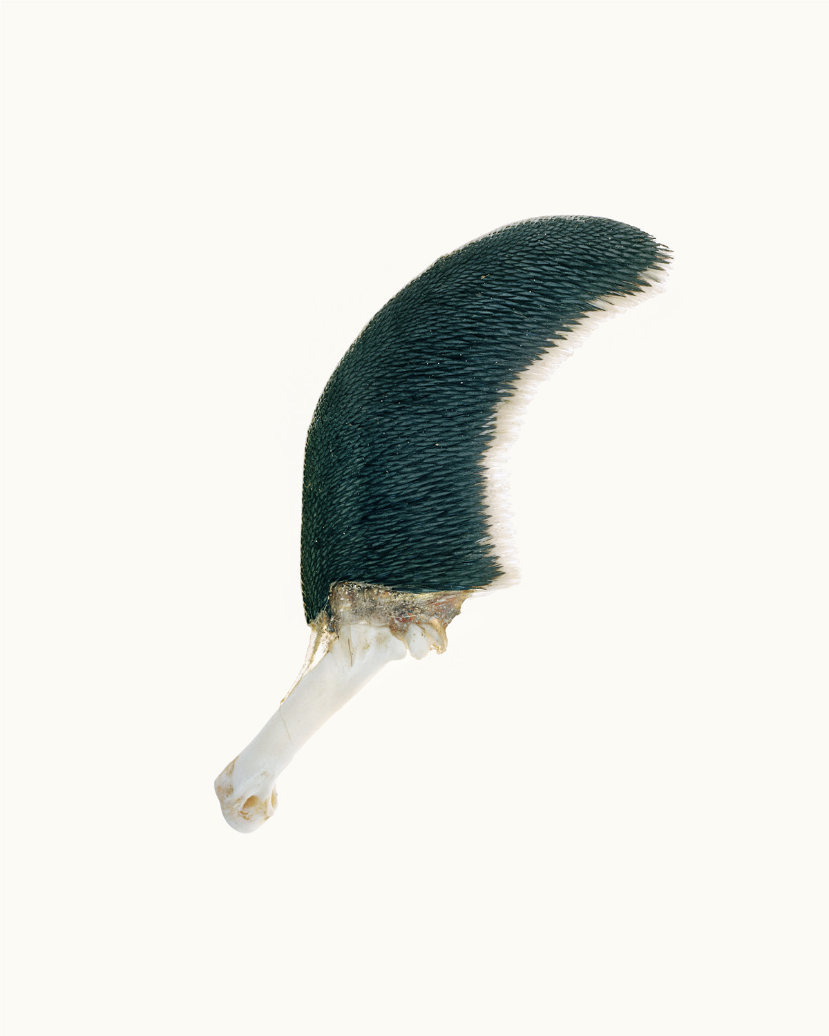Penguin Flipper - Michael Reid