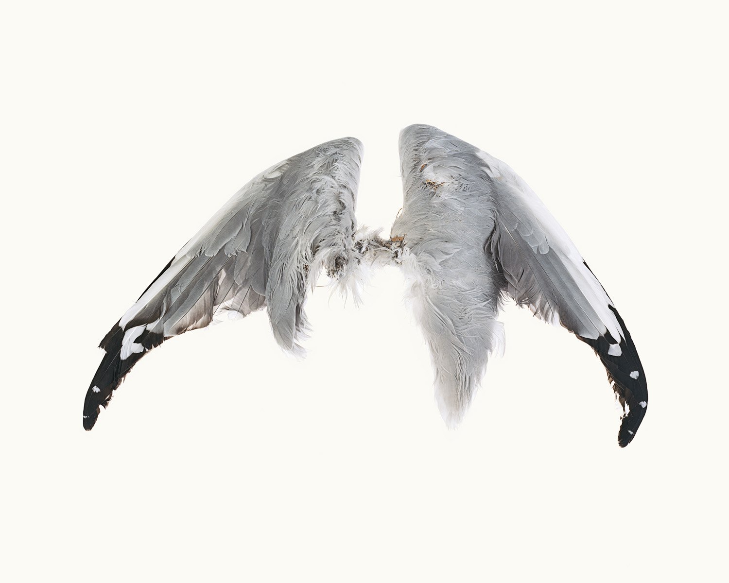 Grey Wings - Michael Reid