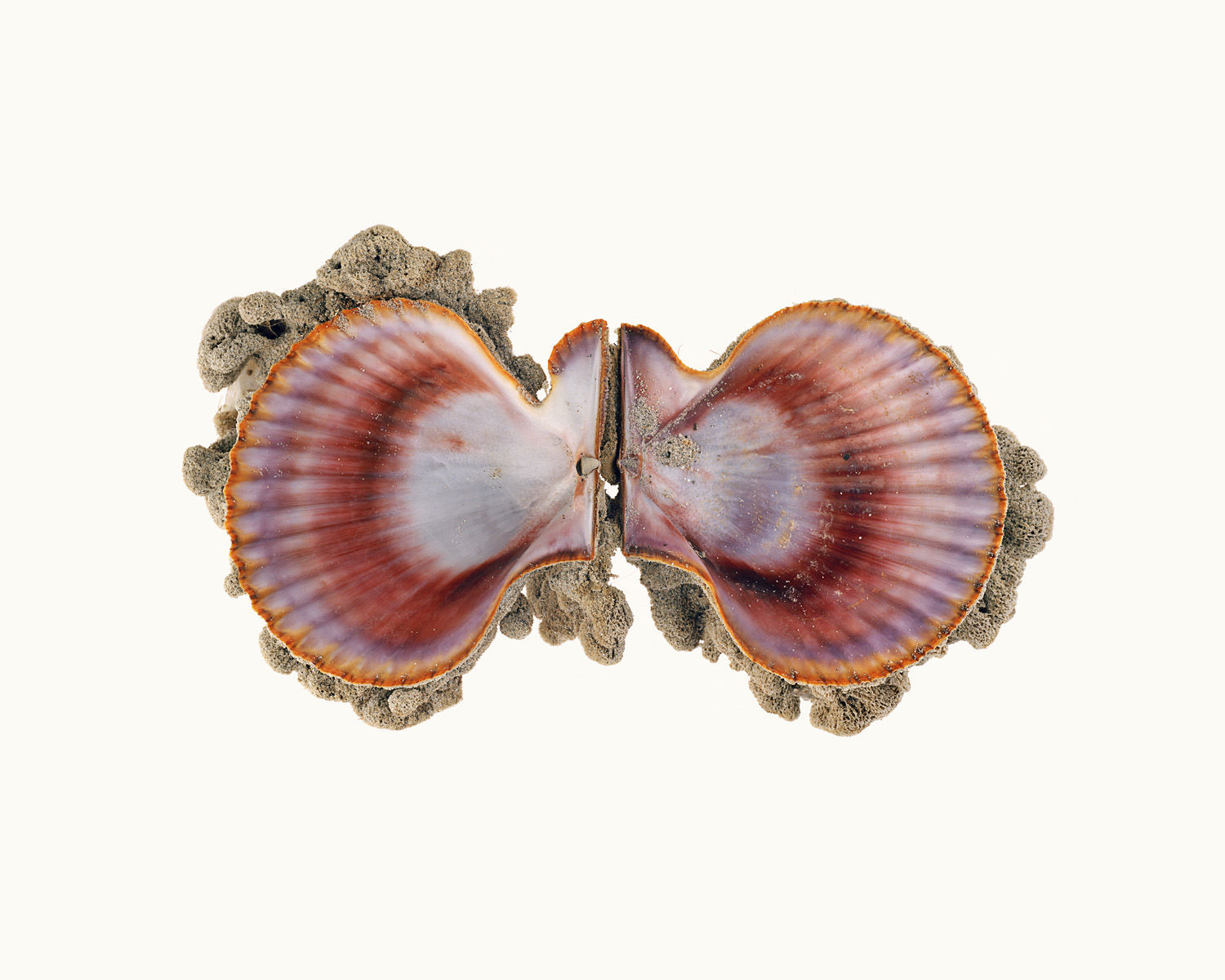 Fan Shell - Michael Reid