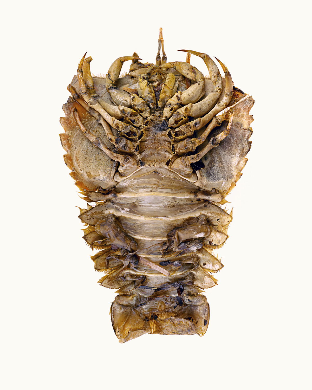 Crustacean - Michael Reid