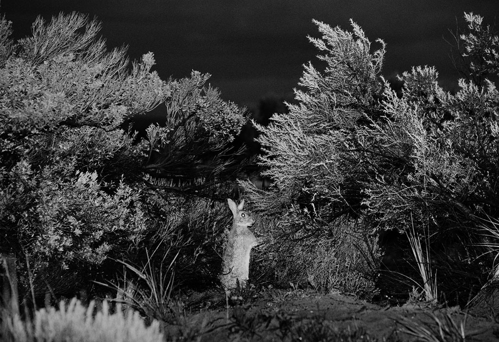 Rabbit, Adelaide - Michael Reid