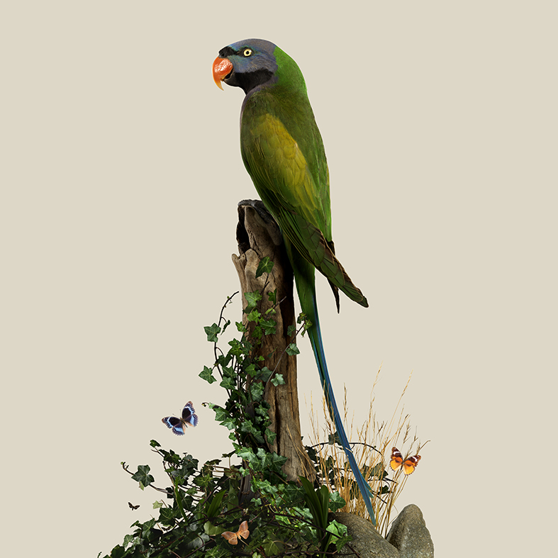 Australian Bird Studies from McGlennon's Audubon Folio - Lord Derby's ...