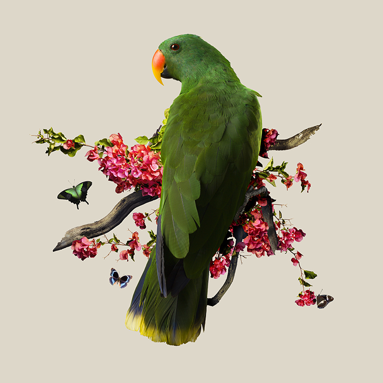 Australian Bird Studies from McGlennon's Audubon Folio - Eclectus Green ...