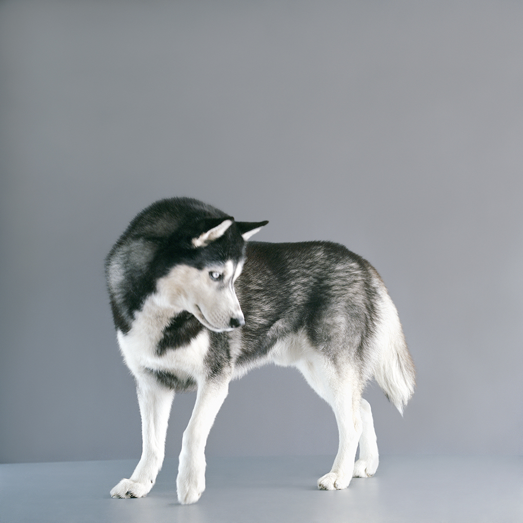 Wolf - Michael Reid