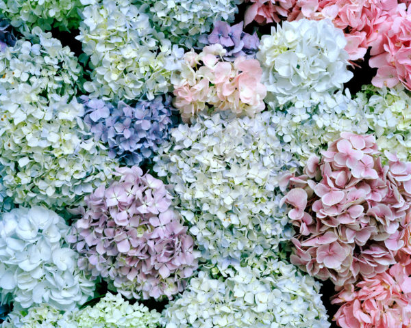 Hydrangeas - Michael Reid