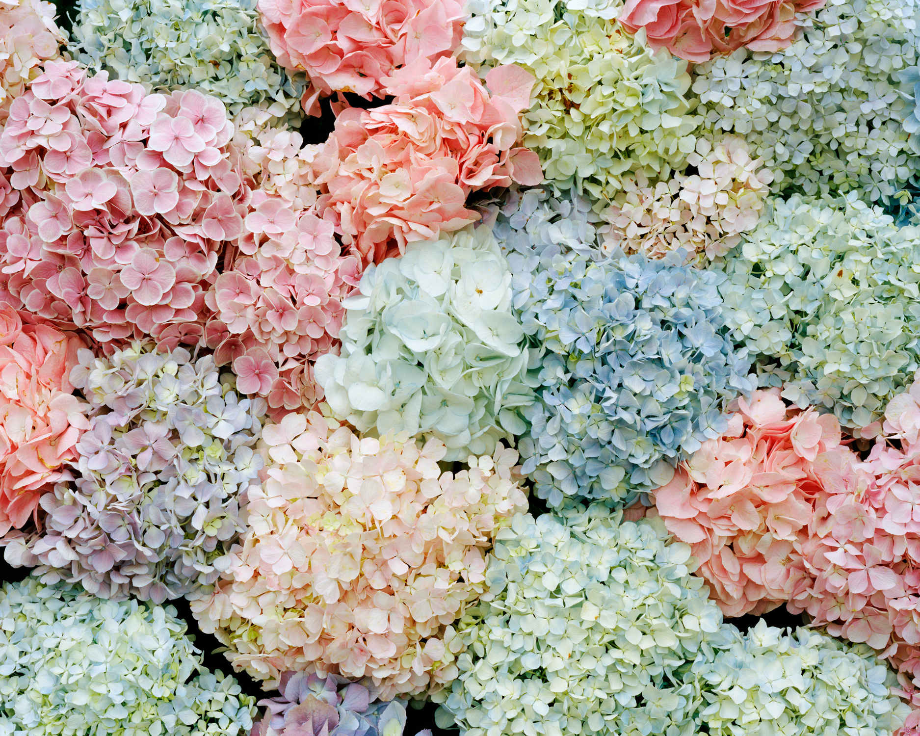 Hydrangeas - Michael Reid