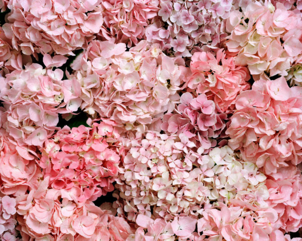 Hydrangeas - Michael Reid