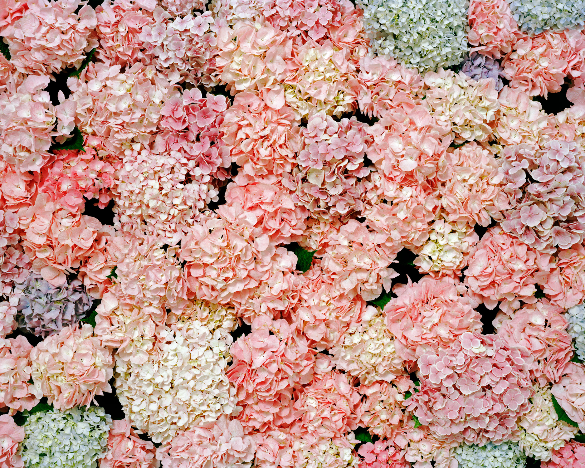 Hydrangeas - Michael Reid