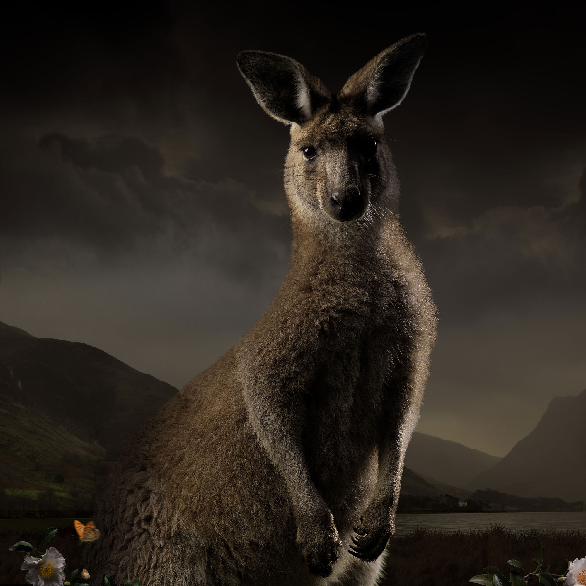 Kangaroo Study Number 6 - Michael Reid