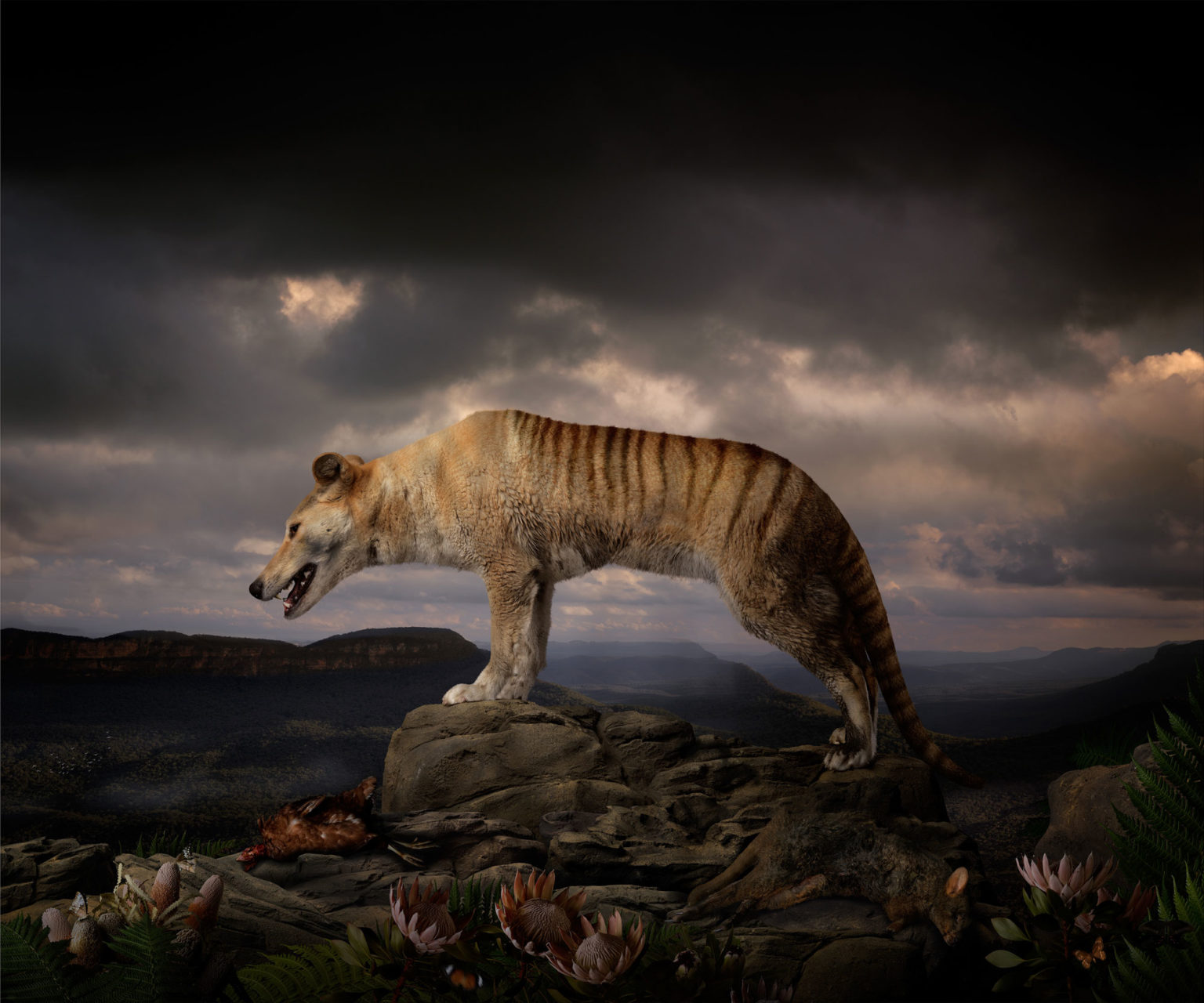 Thylacines - Michael Reid