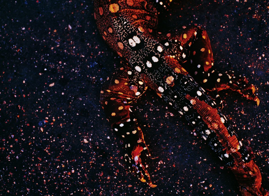 Goanna #1 - Michael Reid