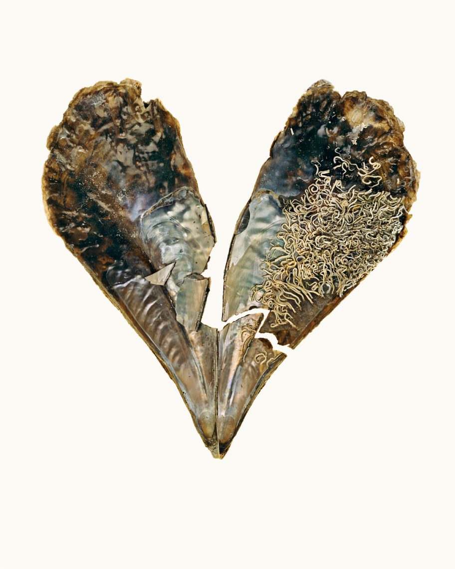 Pinna Shell I - Michael Reid