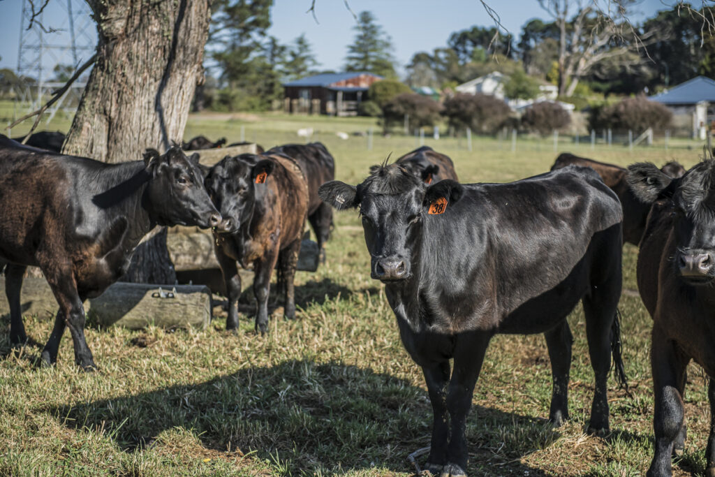 Snake Creek Cattle Company - Michael Reid Southern Highlands