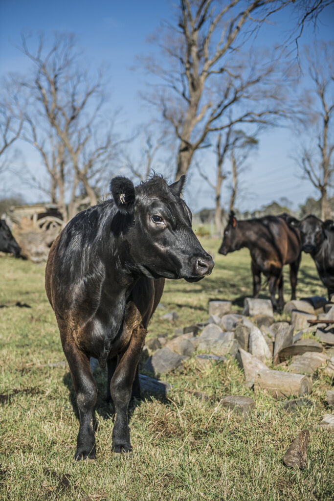 Snake Creek Cattle Company - Michael Reid Southern Highlands
