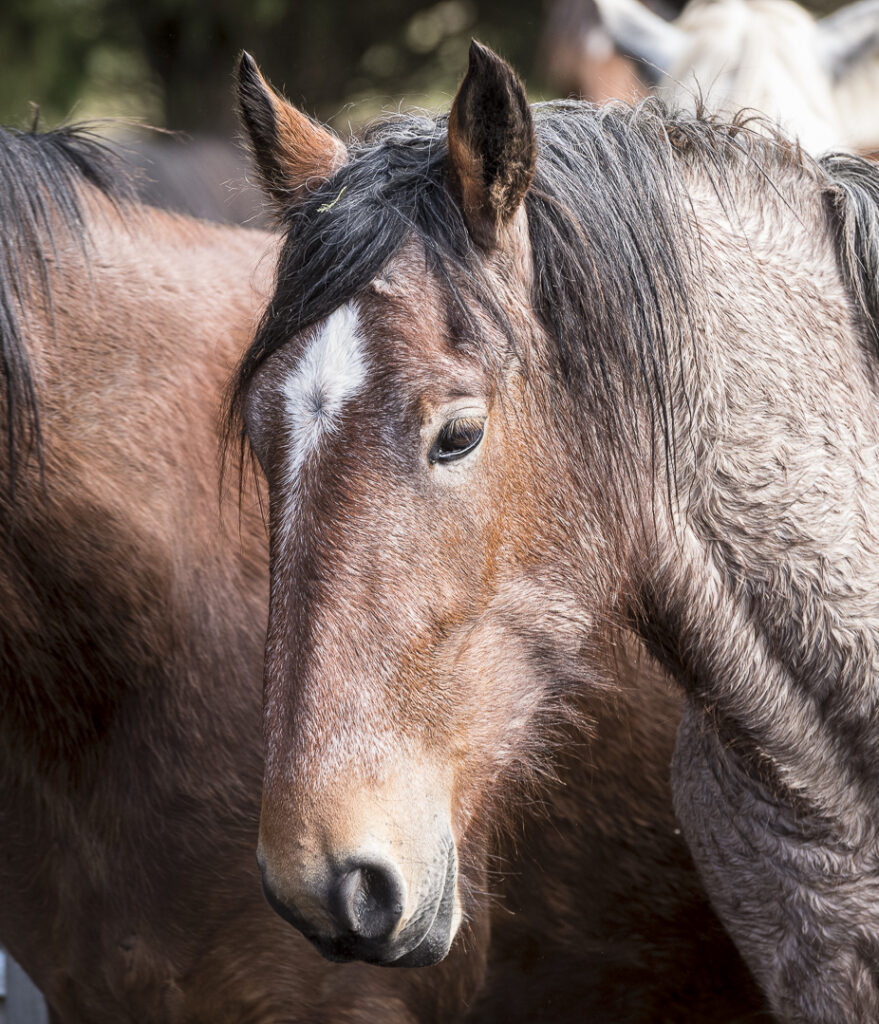Marlie Draught Horse Stud by Michael Sharp - Michael Reid Murrurundi